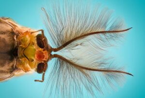 Differences Between Male and Female Mosquitoes – MosquitoControl.net