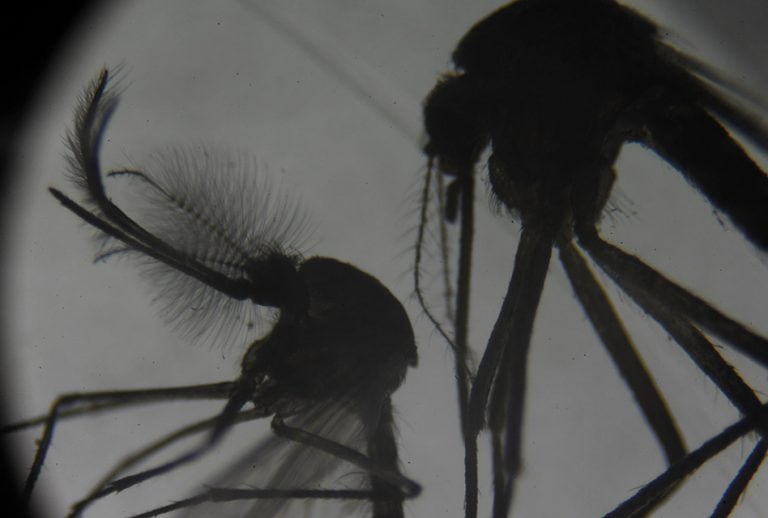 Differences Between Male and Female Mosquitoes | MosquitoControl.net