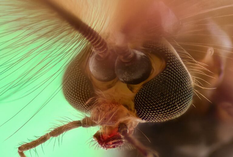 The Anatomy of a Mosquito – MosquitoControl.net